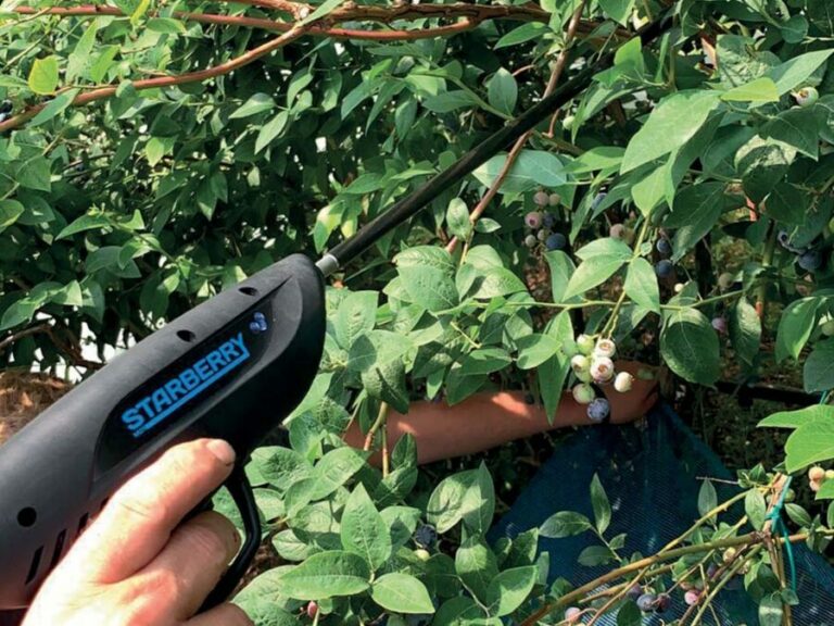 BATERIJSKI STRESALNIK ZA NABIRANJE BOROVNIC STARBERRY MD2 - Agro Bržan